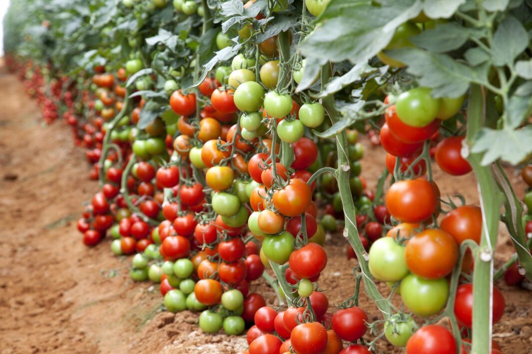 Takura Farms – TakuraFarms Midlands, ZImbabwetakura